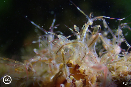 Pictolife - Ranina ranina (Crustaceans)